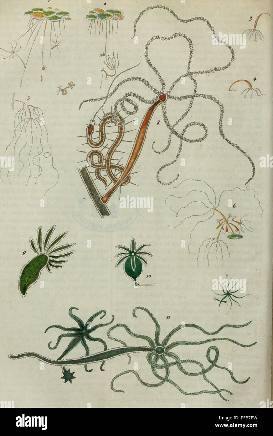 This French natural history dictionary features an illustration of ...