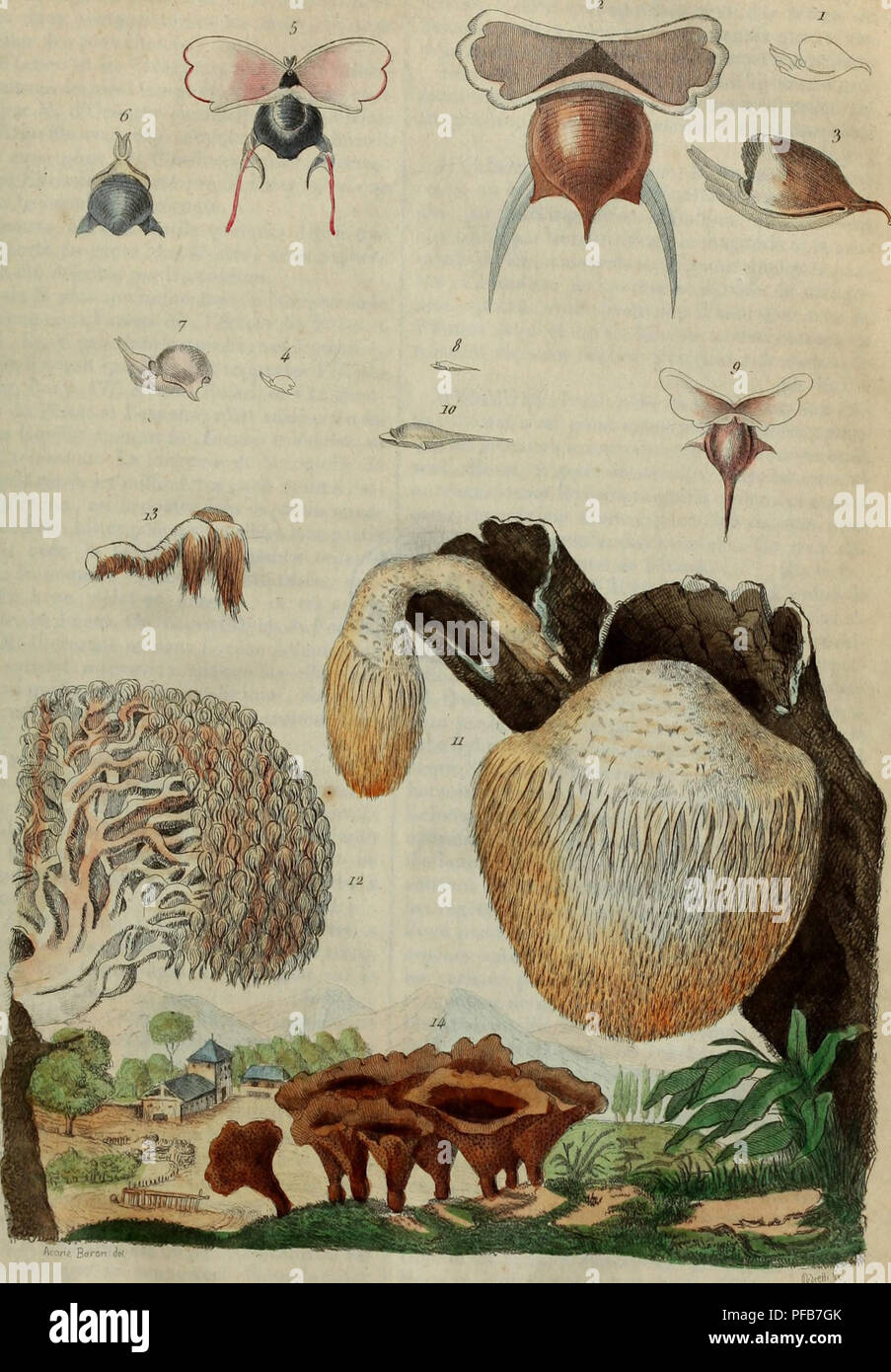 This illustrated dictionary covers natural history and phenomena ...