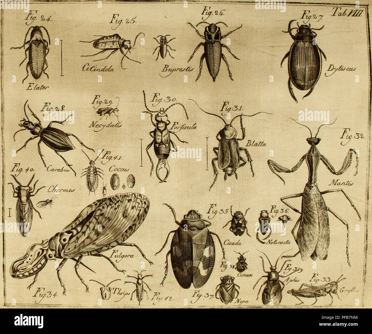 Carl linnaeus plant classification hi-res stock photography and images ...