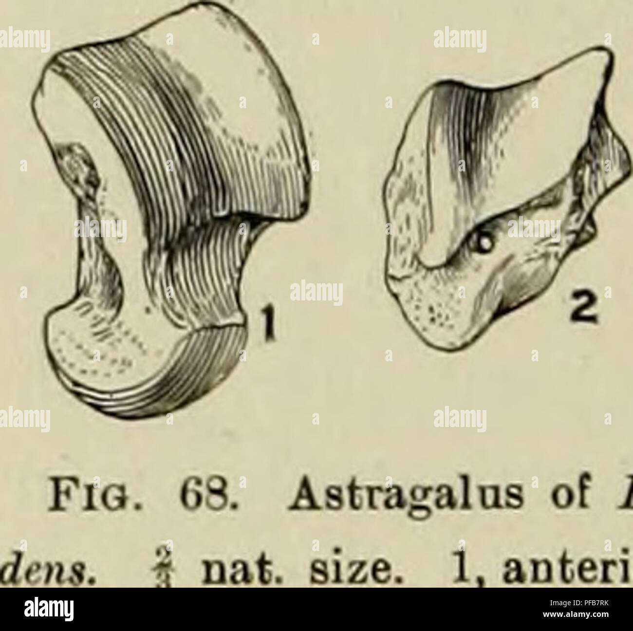 . Description of new carnivores from the Miocene of western Nebraska ...