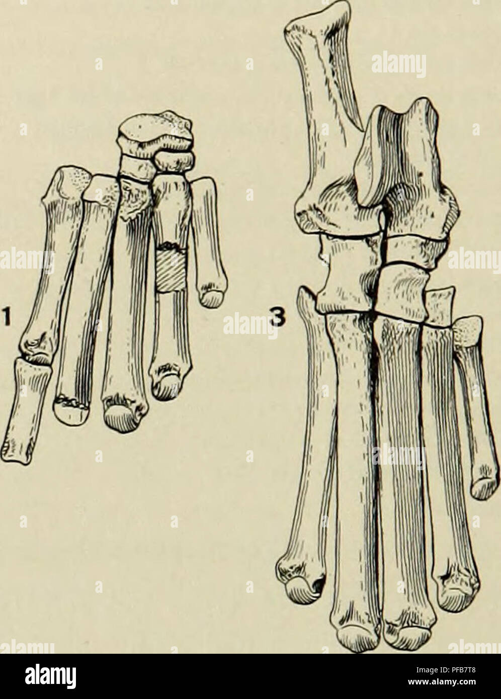 . Description of new carnivores from the Miocene of western Nebraska ...