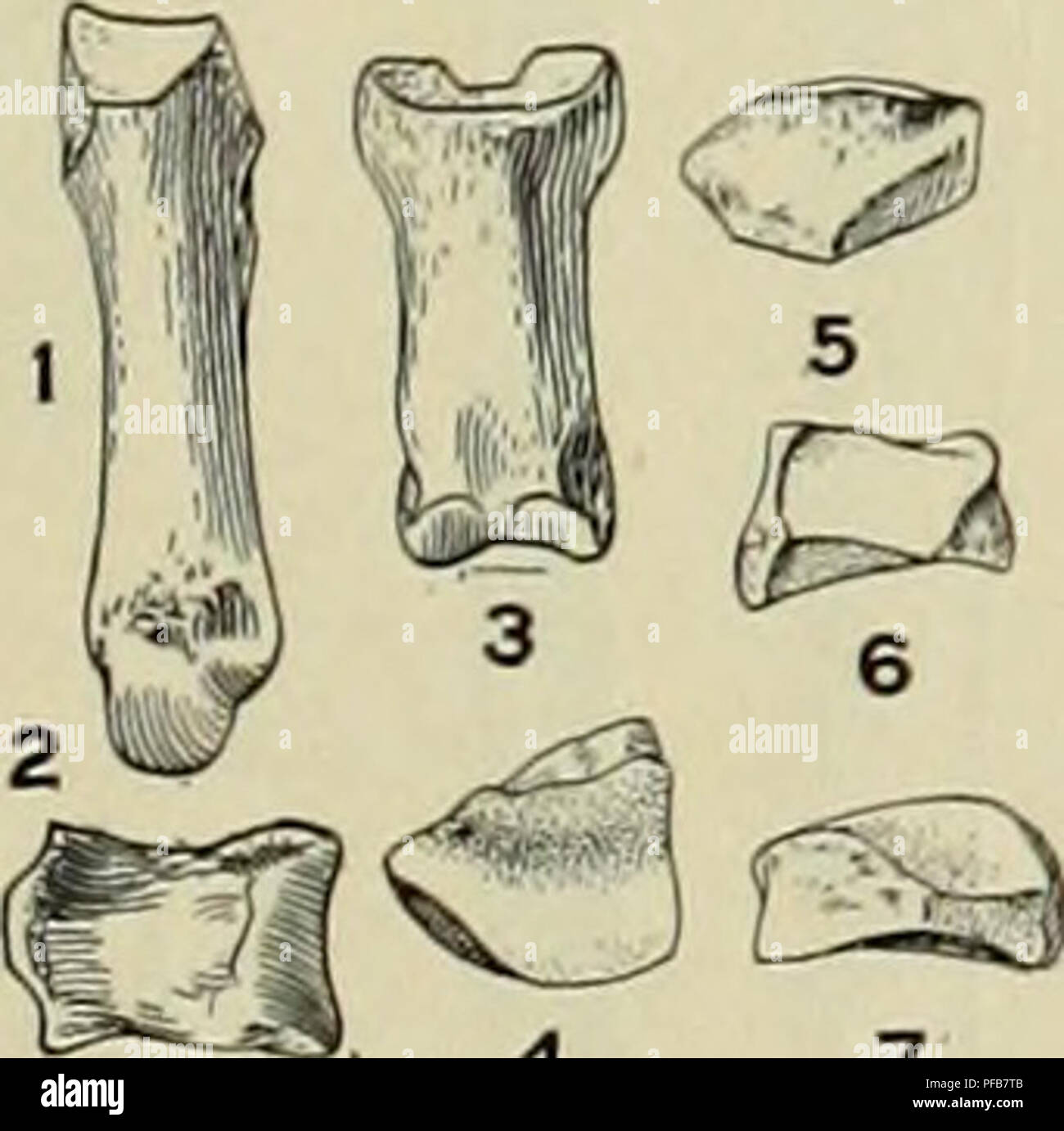A paleontological description of new fossil carnivores from the Miocene ...