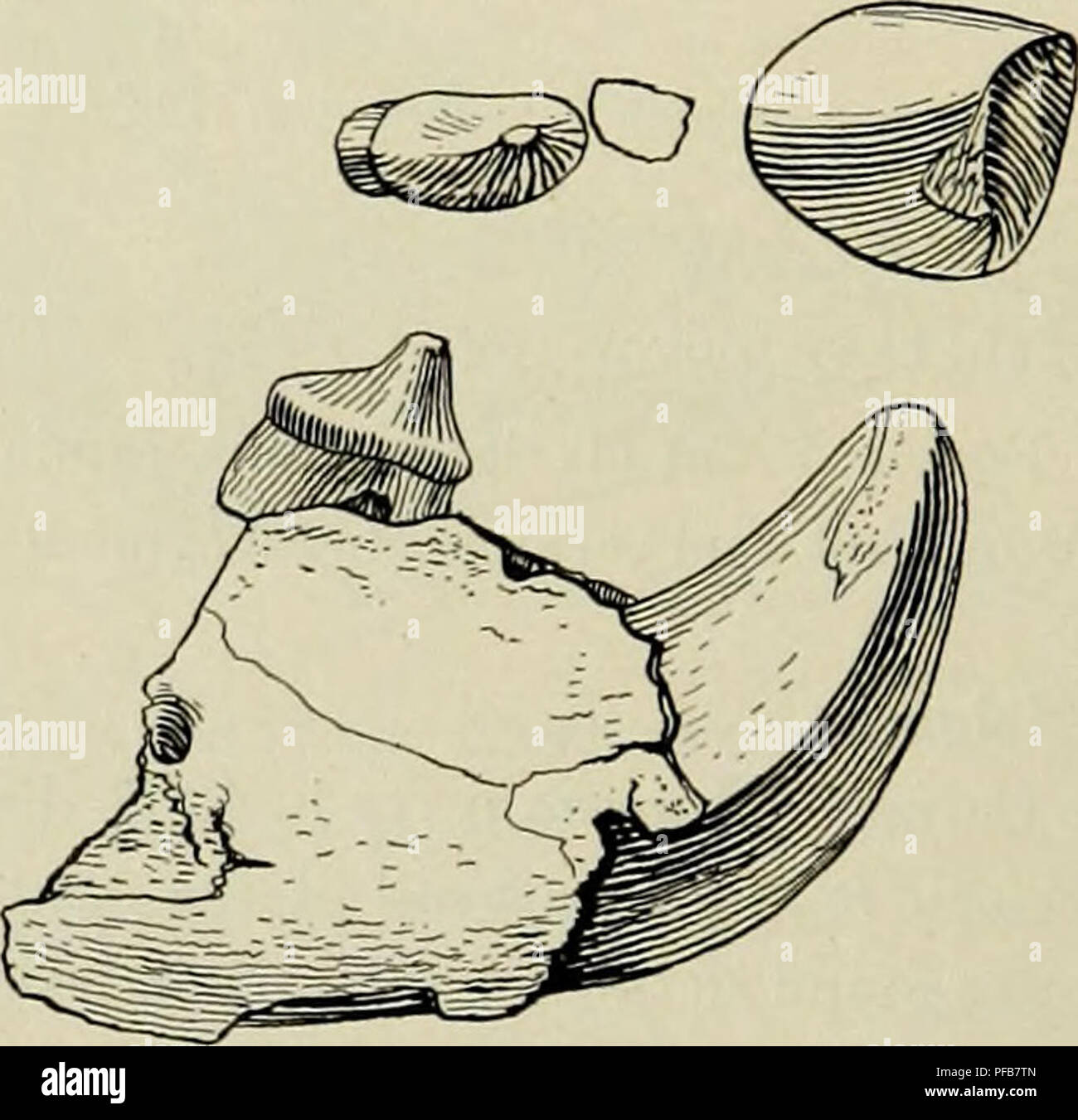 . Description of new carnivores from the Miocene of western Nebraska ...
