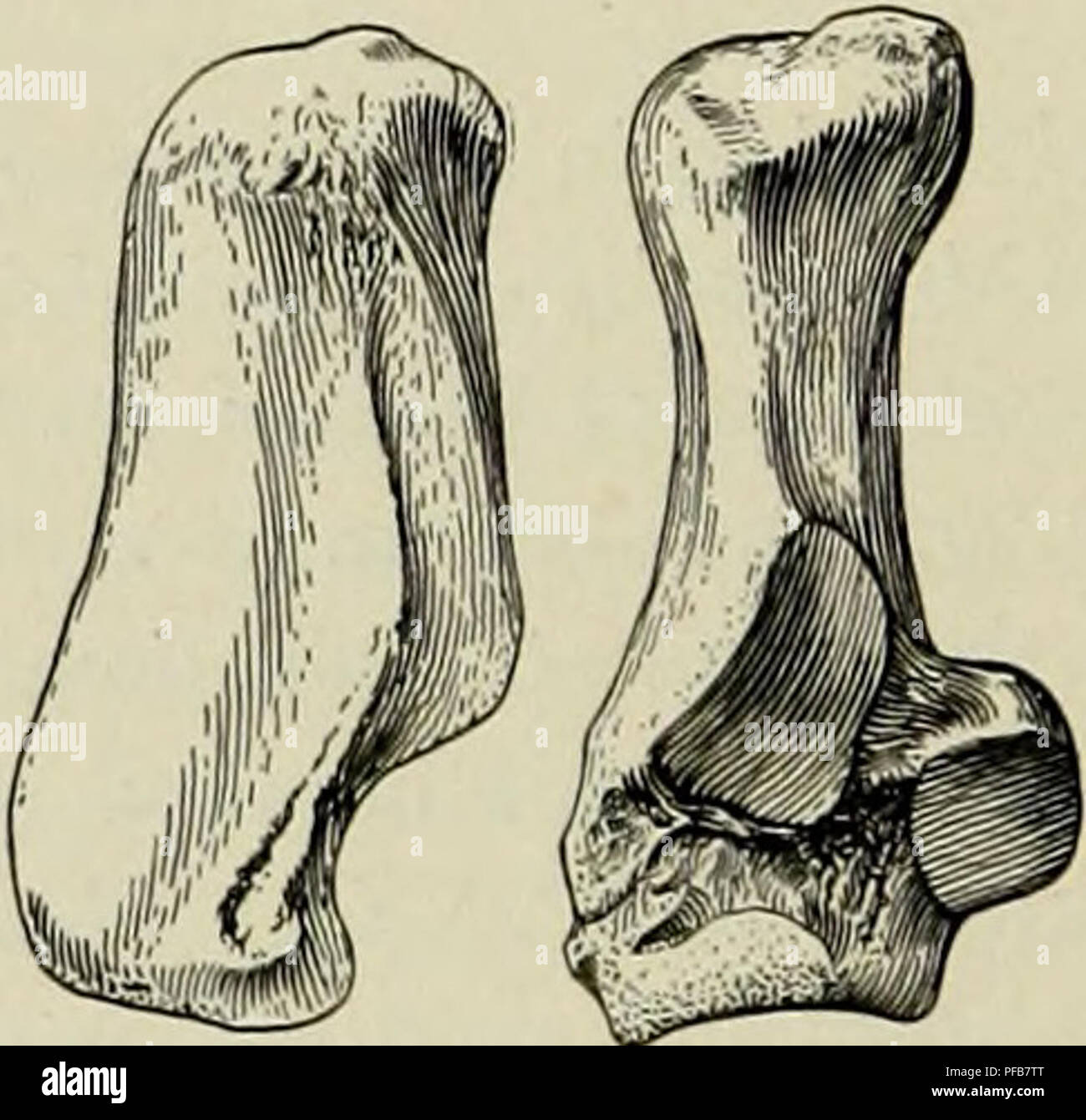 Humerus fossil hi-res stock photography and images - Alamy