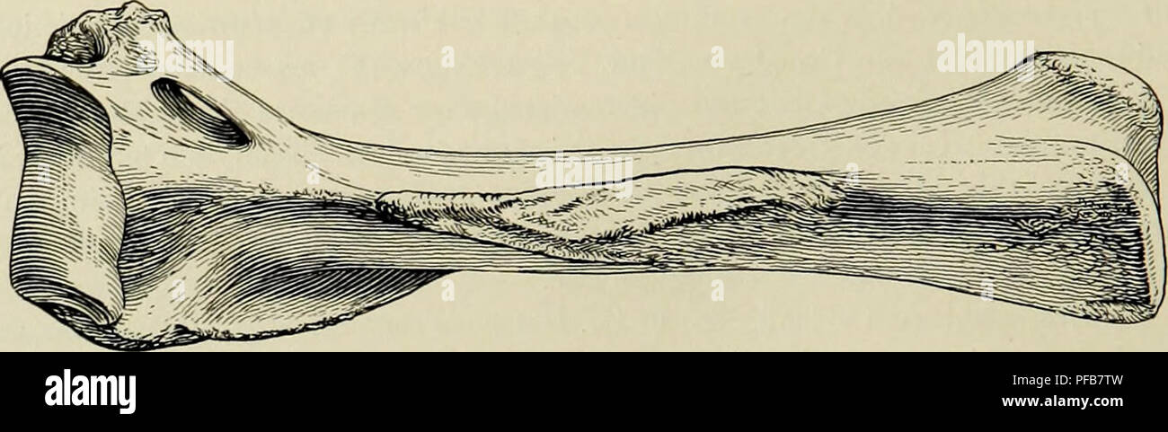 This study describes new carnivorous species from the Miocene of ...
