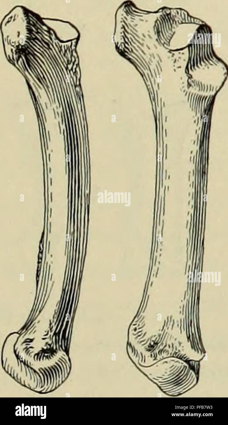 This paleontological study describes new carnivorous species discovered ...