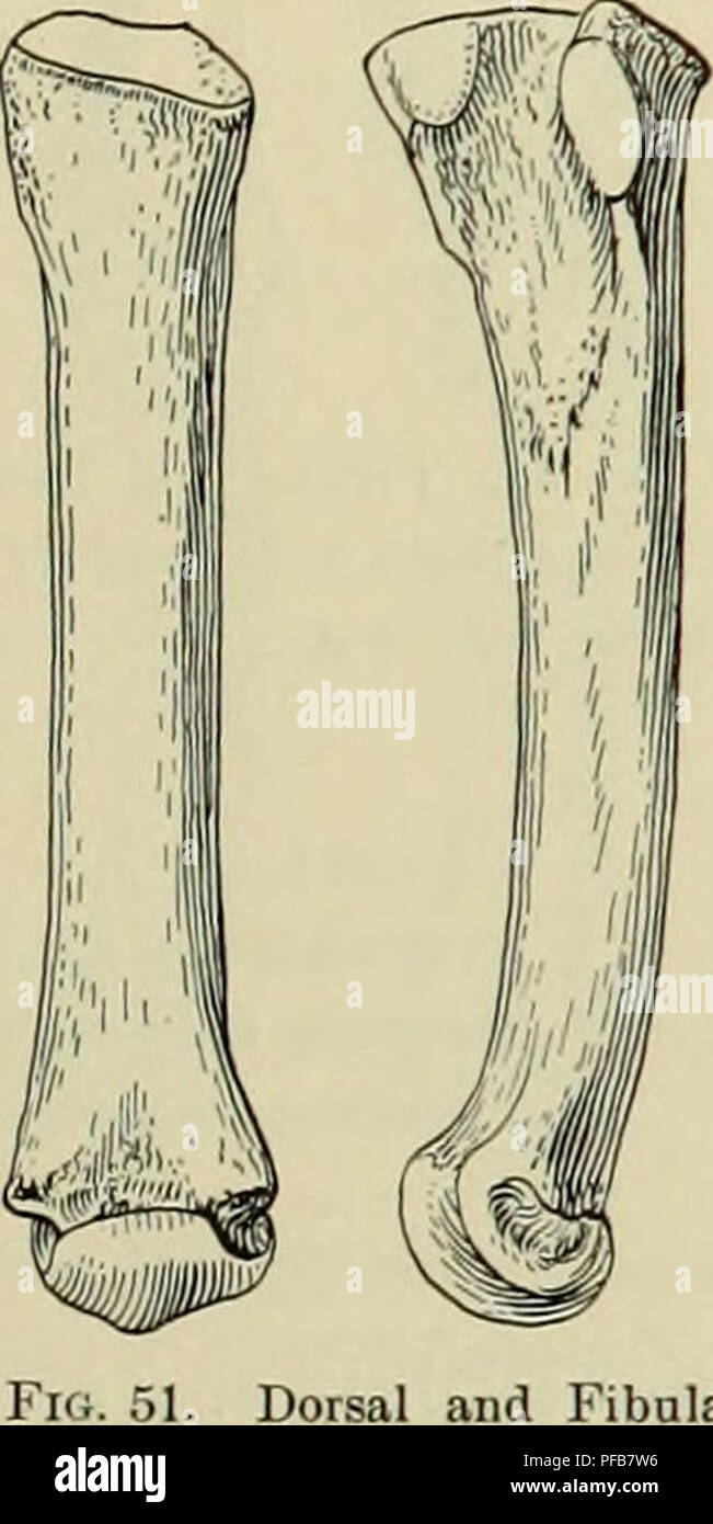 This paleontological work describes newly discovered carnivorous ...