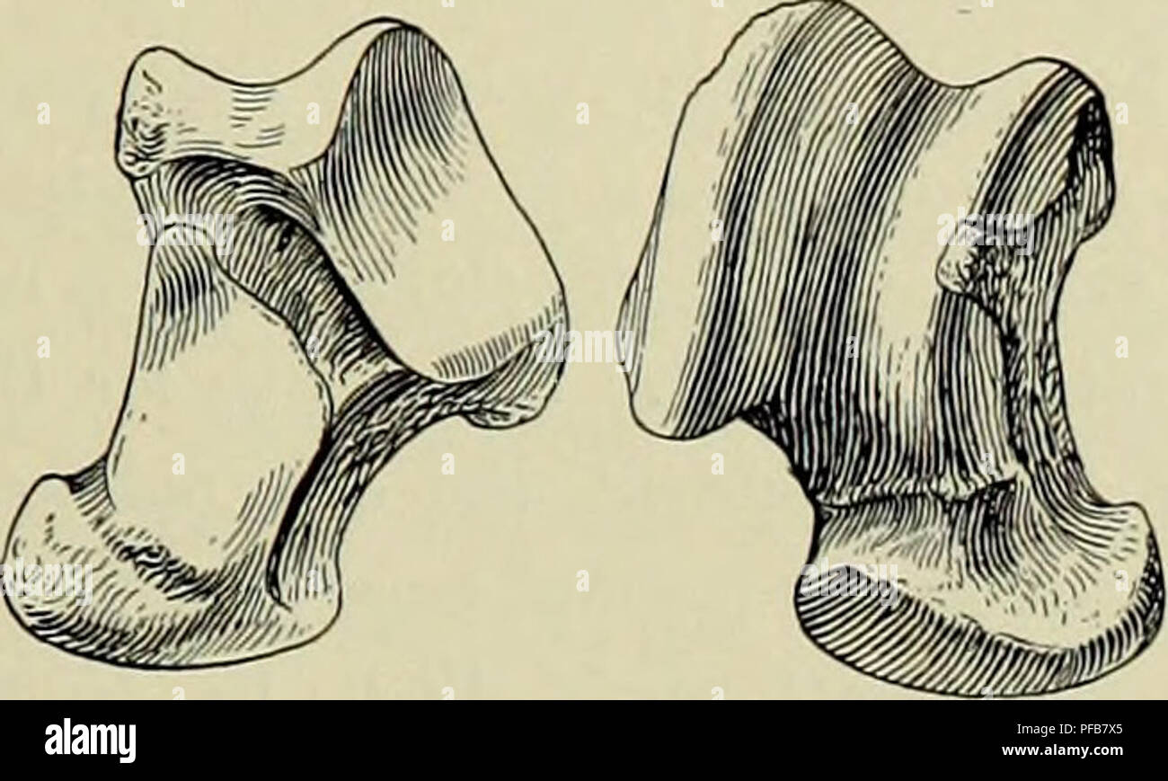 Astragalus bone hi-res stock photography and images - Alamy