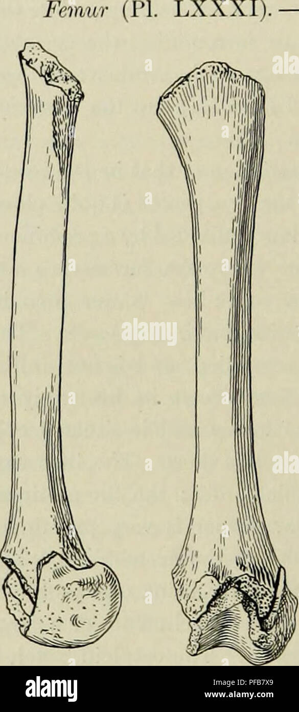 . Description of new carnivores from the Miocene of western Nebraska ...