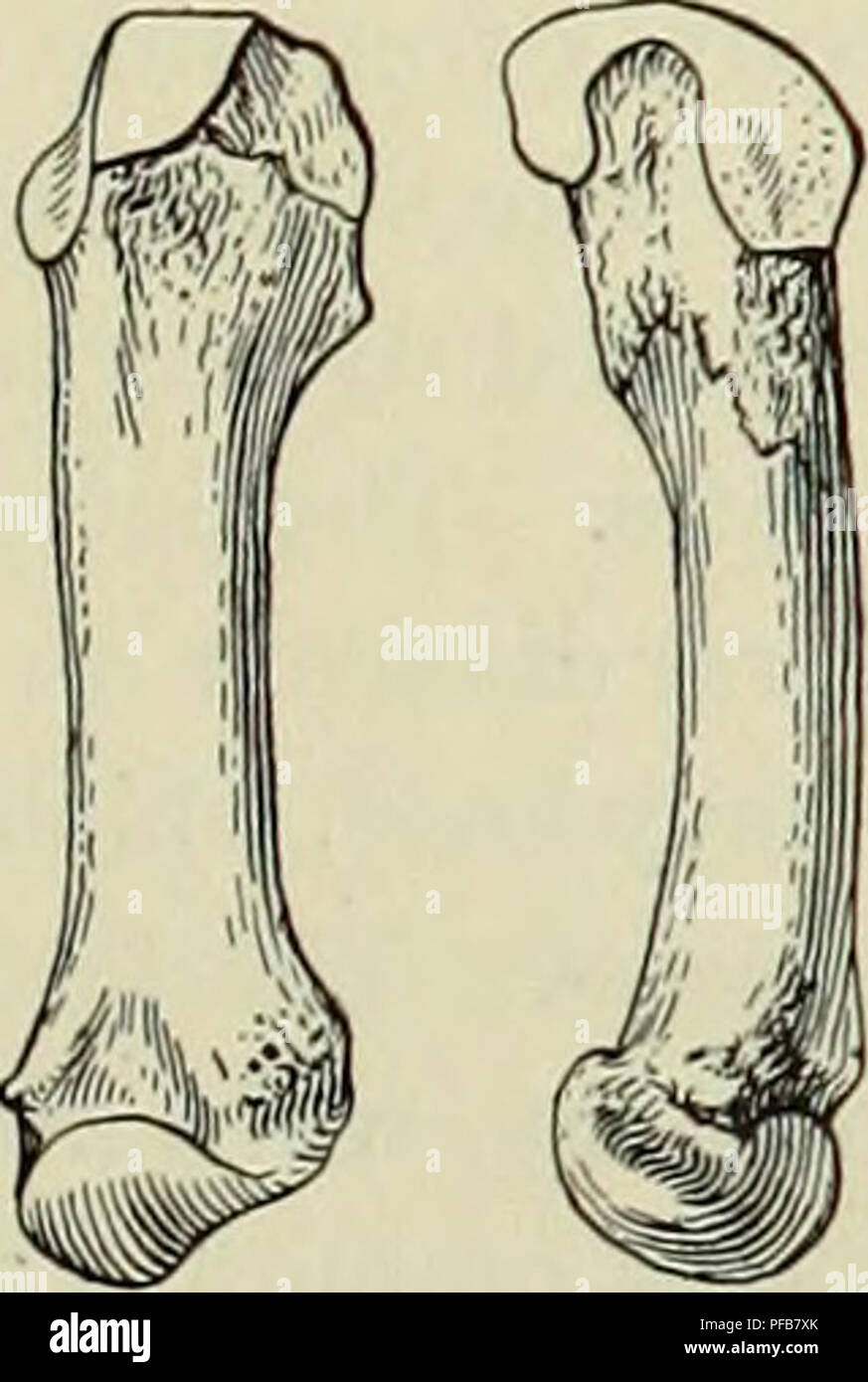 . Description of new carnivores from the Miocene of western Nebraska ...