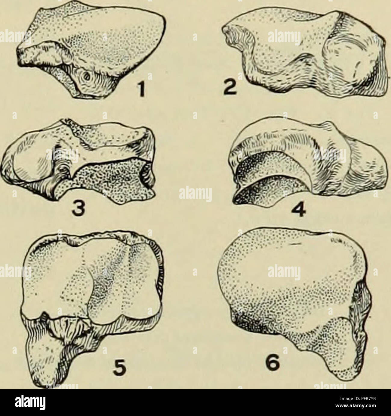 . Description of new carnivores from the Miocene of western Nebraska ...