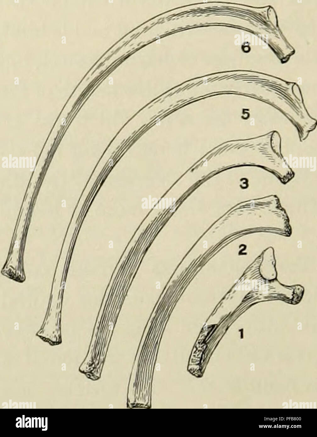 . Description of new carnivores from the Miocene of western Nebraska ...