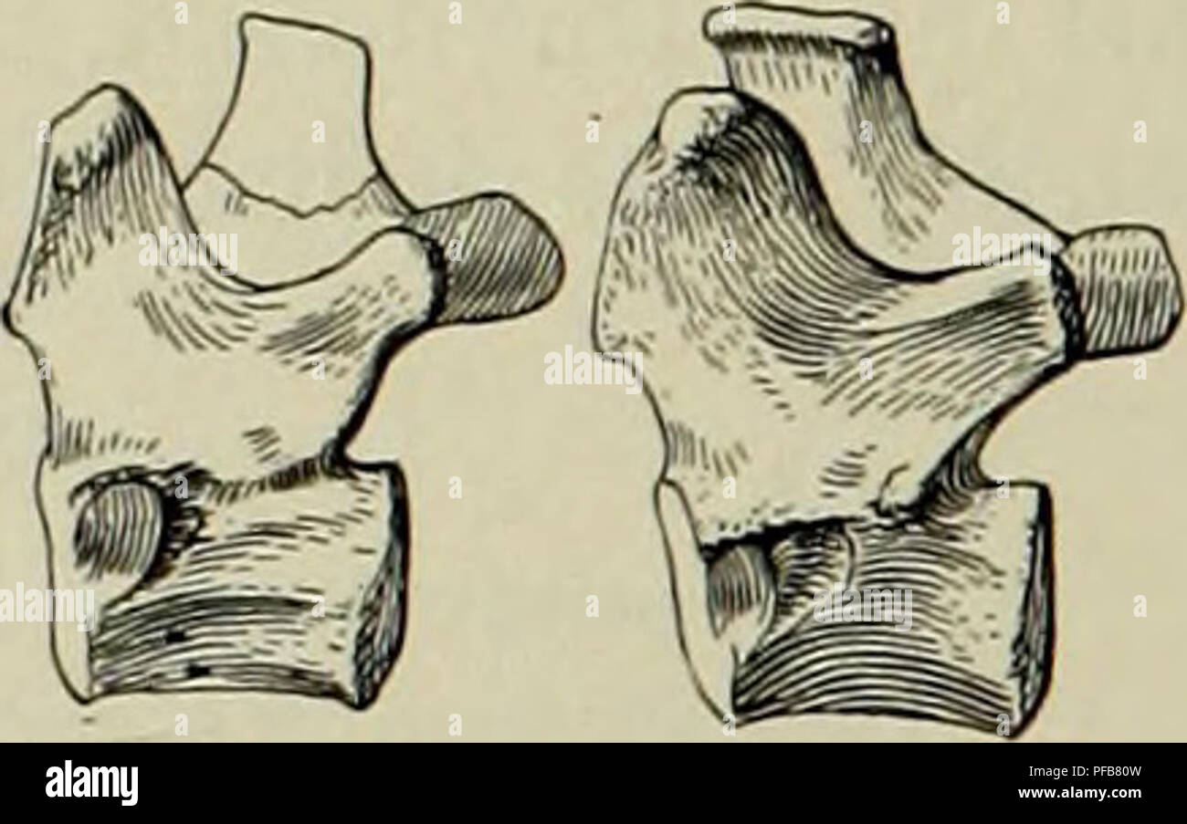 Dorsal faces hi-res stock photography and images - Alamy