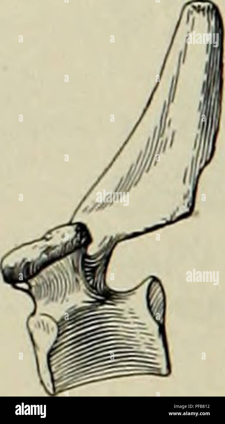 . Description of new carnivores from the Miocene of western Nebraska ...