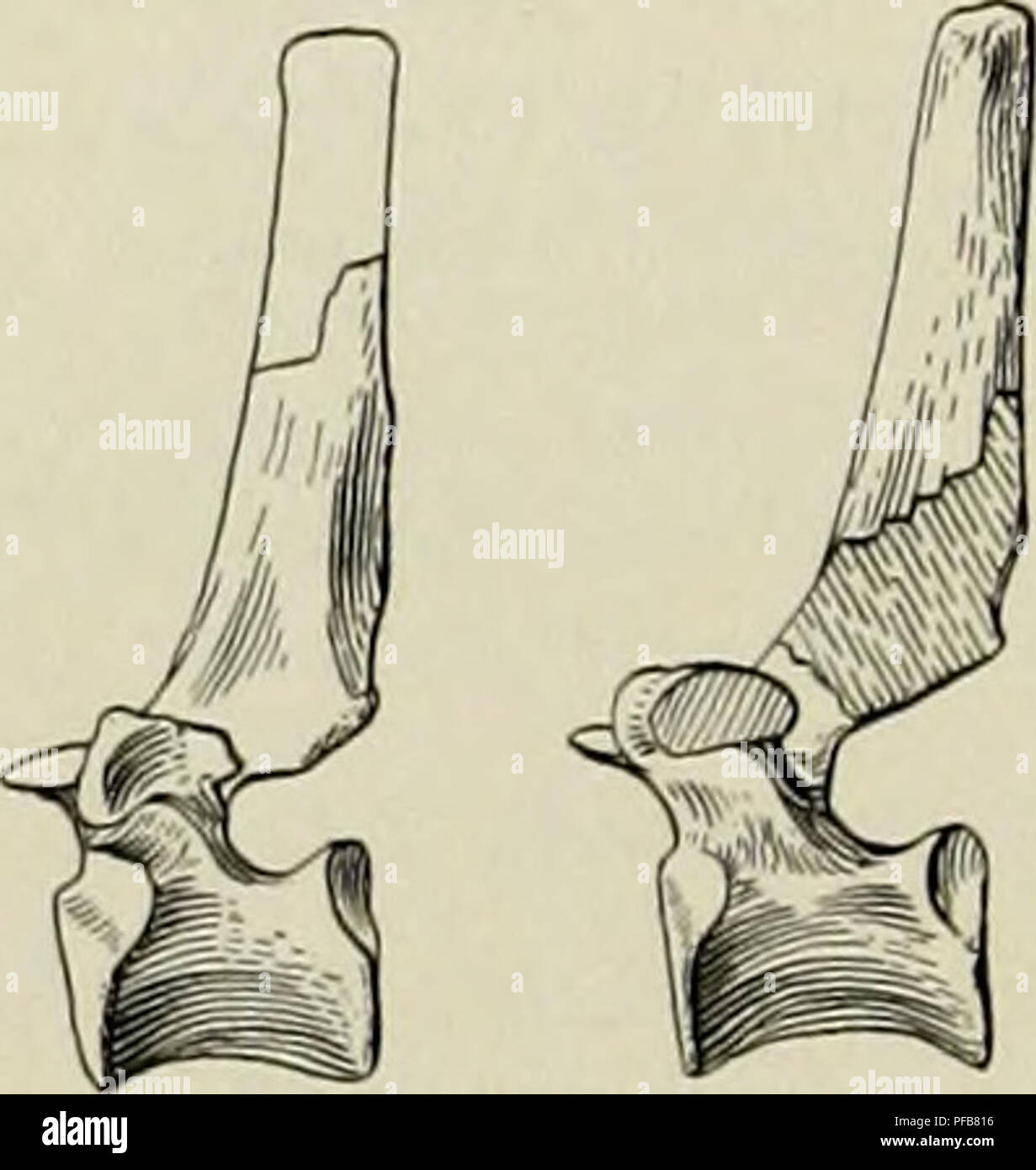 . Description of new carnivores from the Miocene of western Nebraska ...