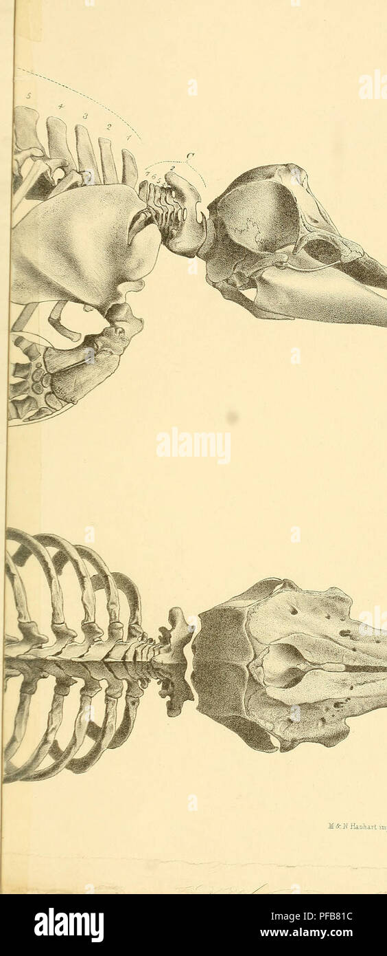 This illustration shows the skeletal structure of the Chinese white ...