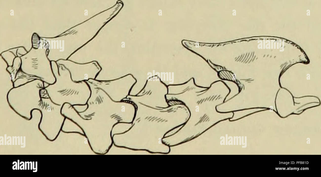 This paleontological study describes new carnivorous species from the ...