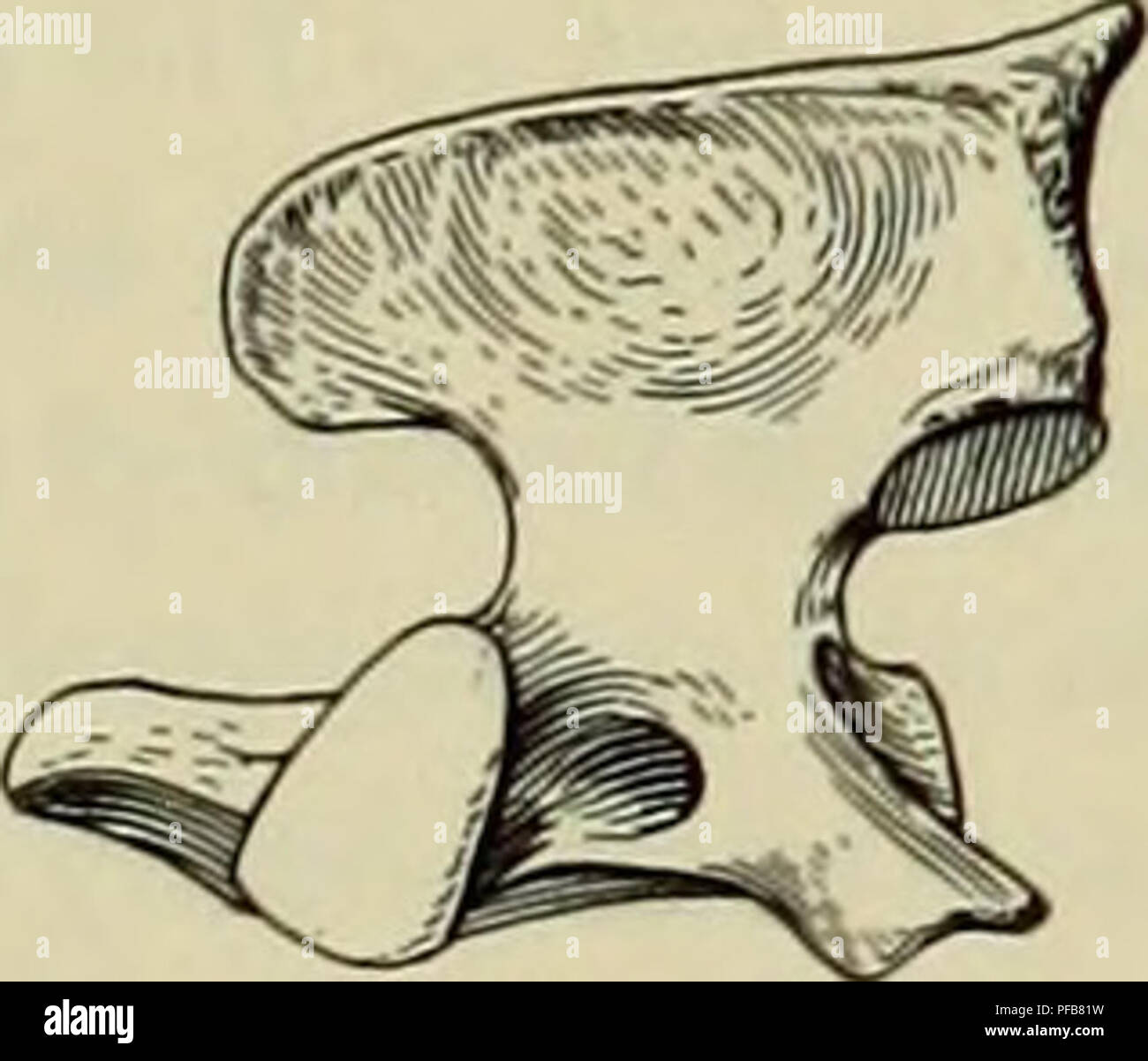 This paleontological work describes newly discovered Miocene-era ...