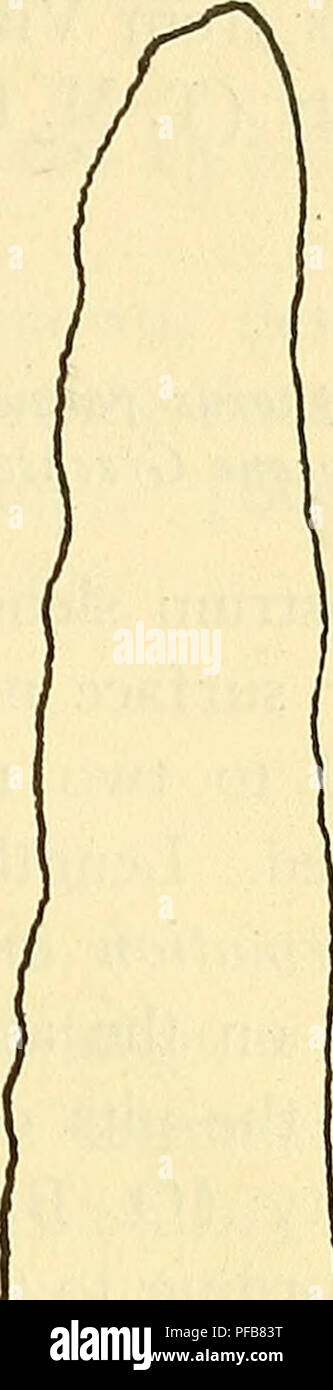 An analysis of fossil fish remains from New Jersey, documenting species ...