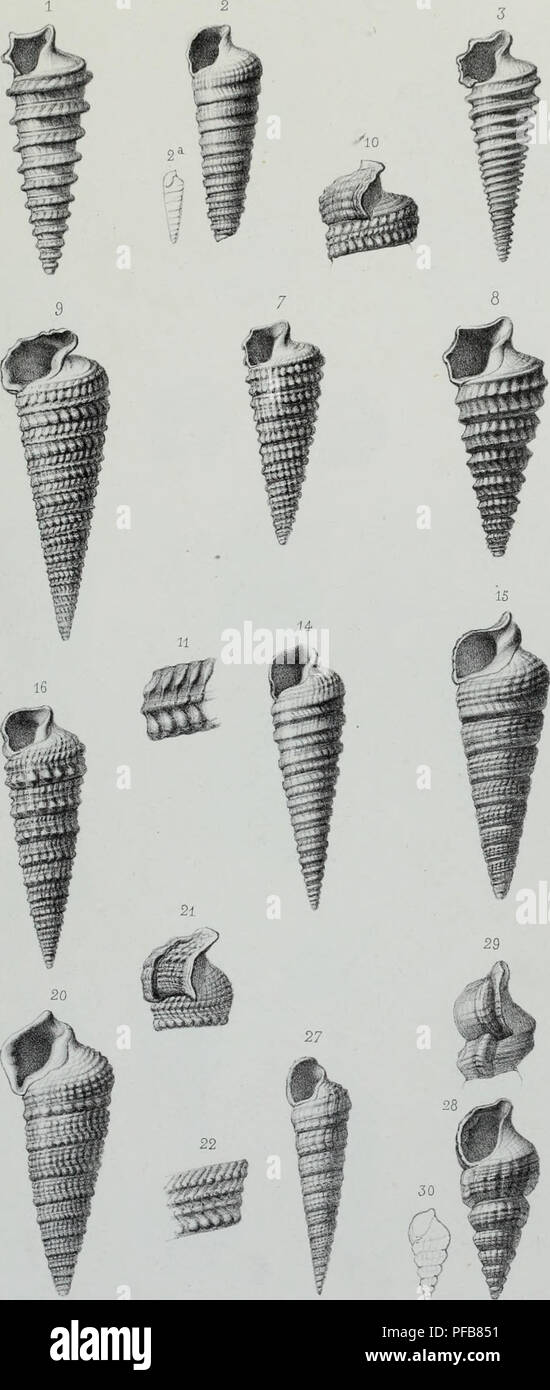 This work provides a detailed description of invertebrate animals ...