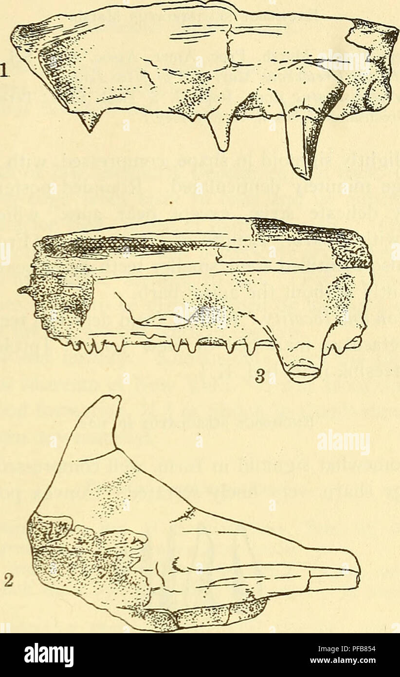 This work details fossilized fish remains from New Jersey, documenting ...