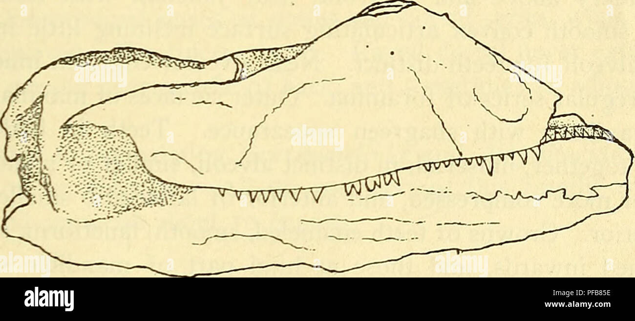 . A description of the fossil fish remains of the Cretaceous, Eocene ...