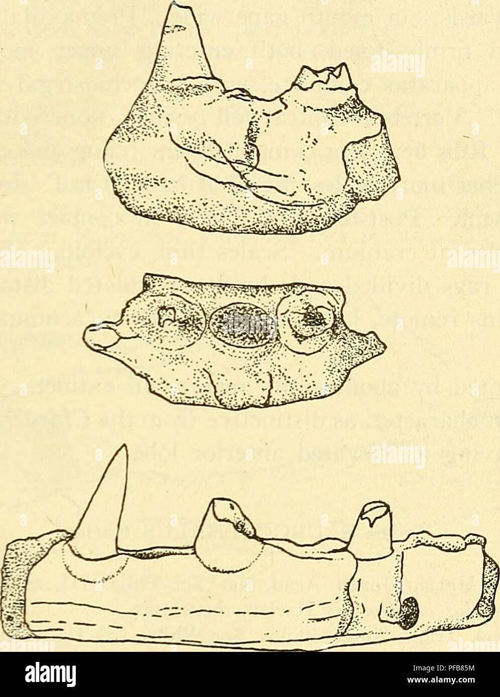 . A description of the fossil fish remains of the Cretaceous, Eocene ...