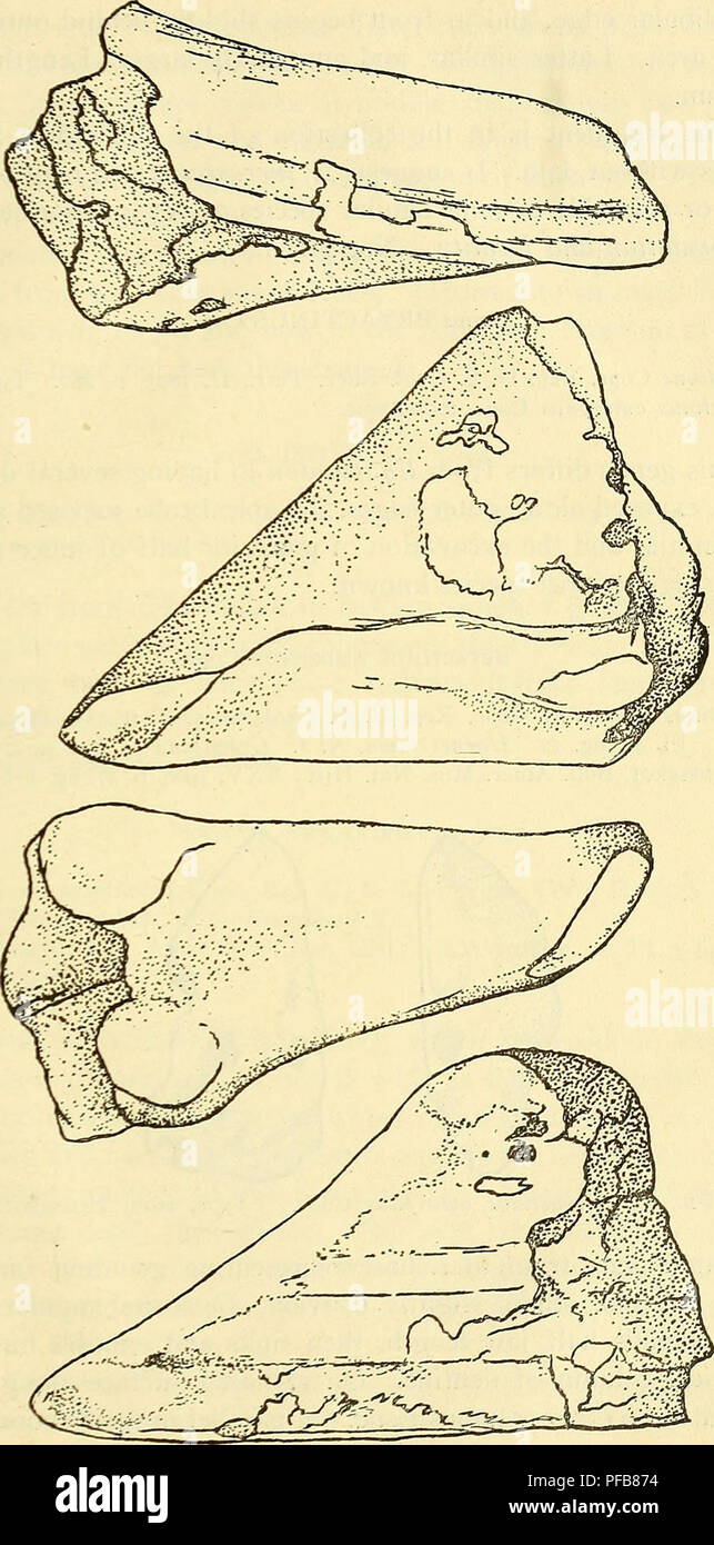 Holocephali hi-res stock photography and images - Alamy
