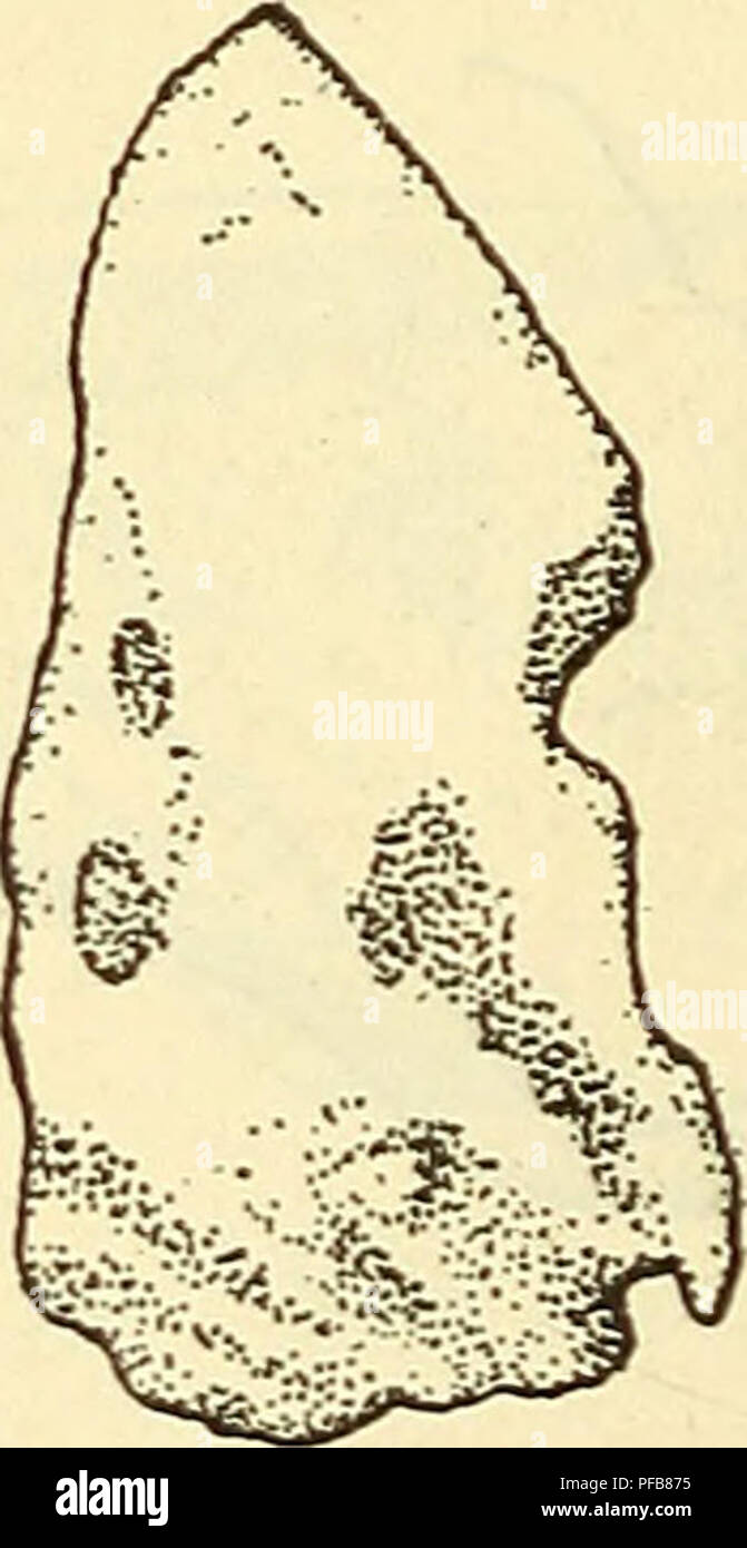 This description details fossilized fish remains from the Cretaceous ...