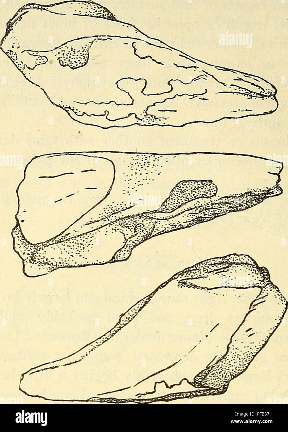 This work describes fossil fish remains found in the Cretaceous, Eocene ...