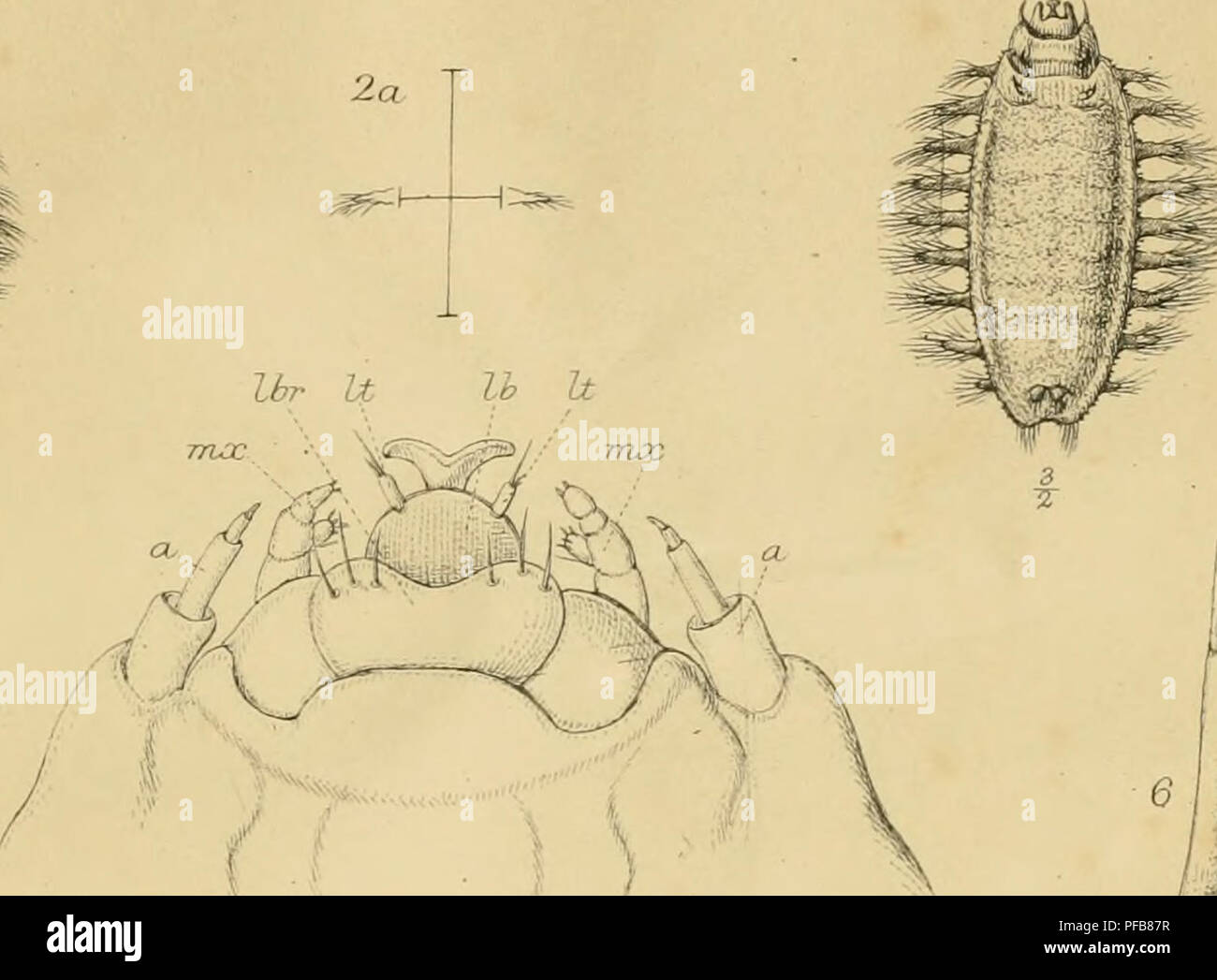 Errantia hi-res stock photography and images - Alamy