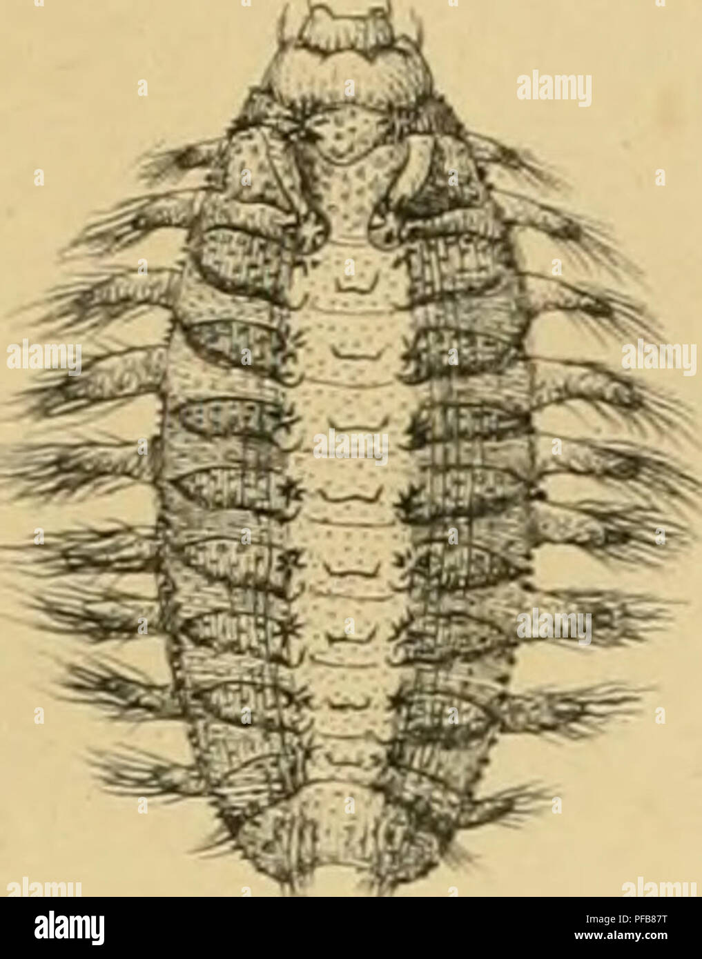 This document describes a new British annelid belonging to the tribe ...