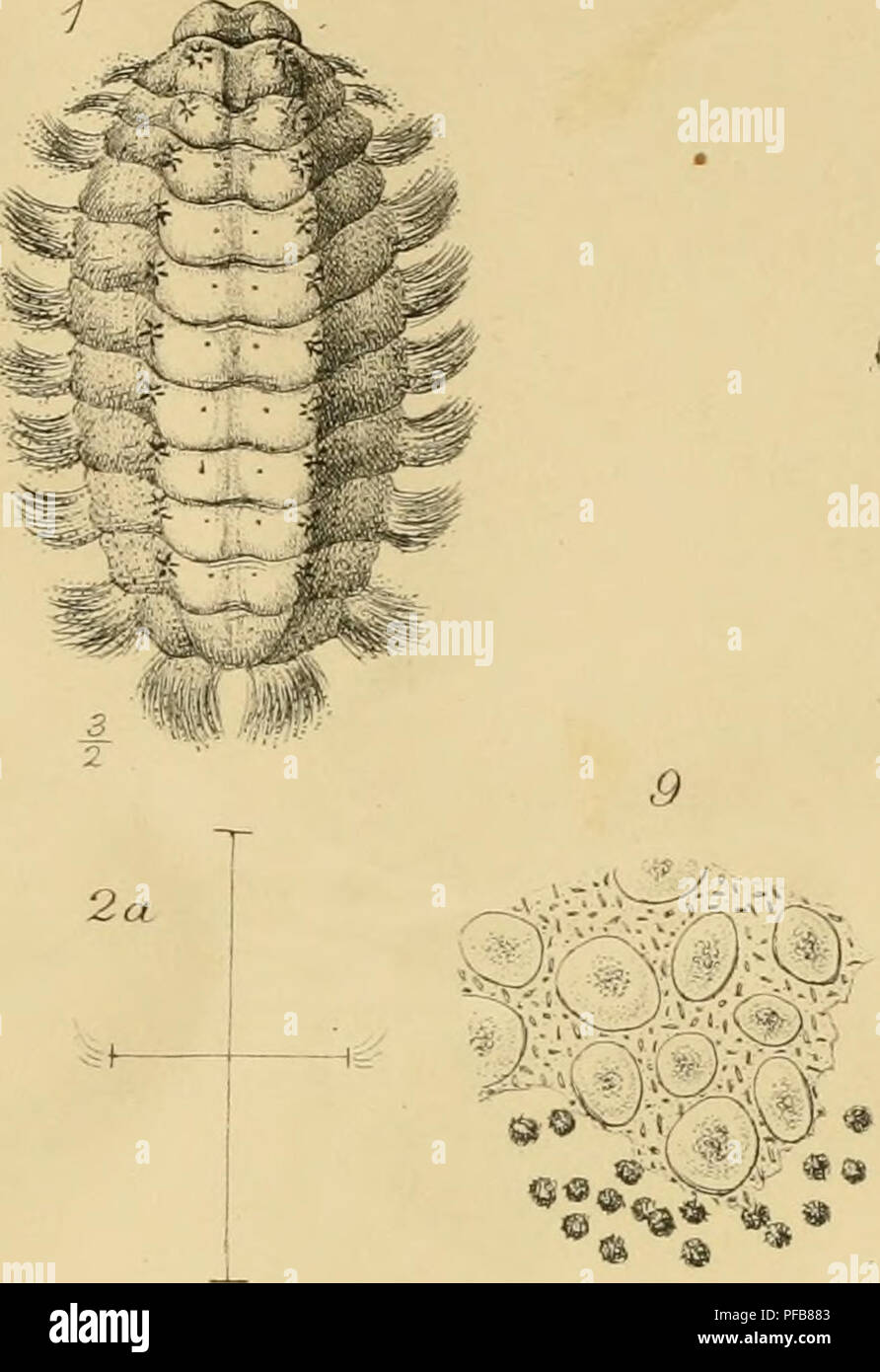 Errantia hi-res stock photography and images - Alamy