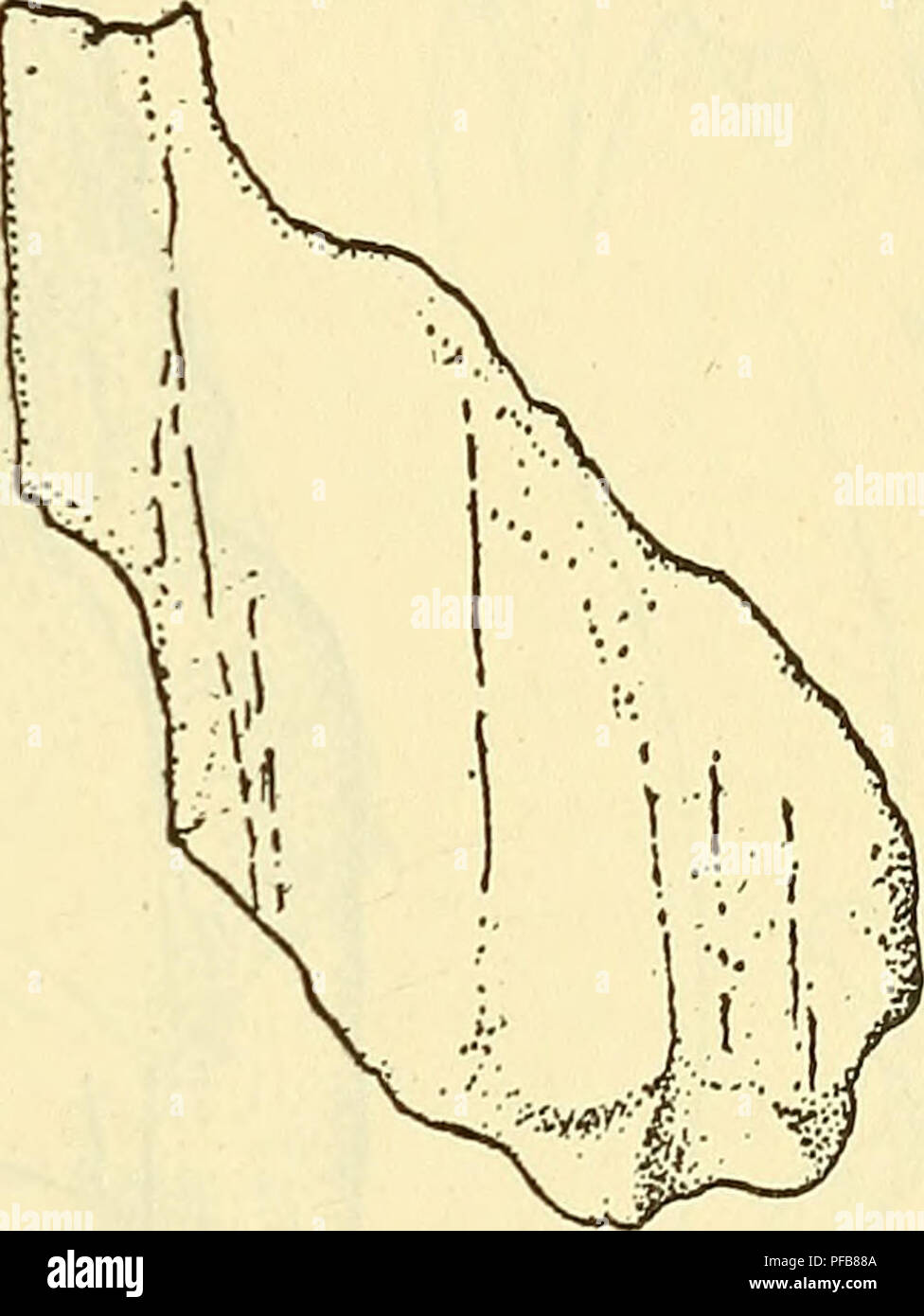 . A description of the fossil fish remains of the Cretaceous, Eocene ...