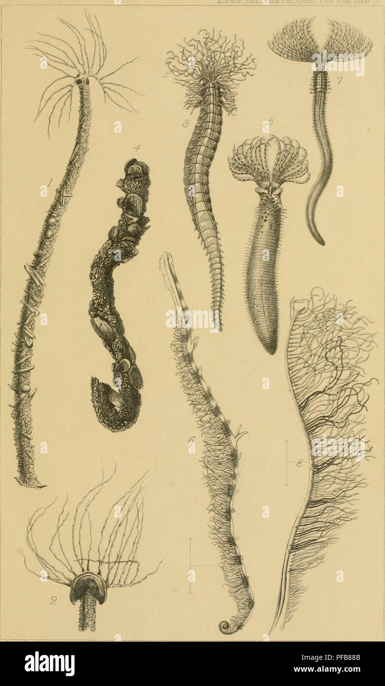 Errantia hi-res stock photography and images - Alamy