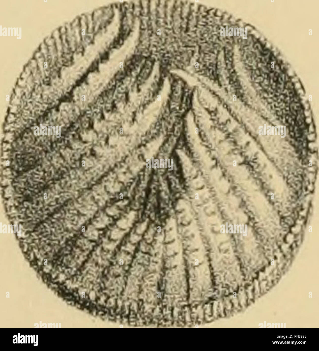 Errantia hi-res stock photography and images - Alamy