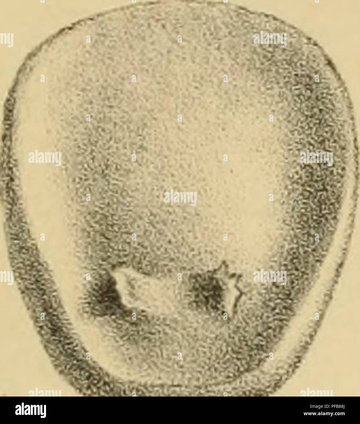 Errantia hi-res stock photography and images - Alamy