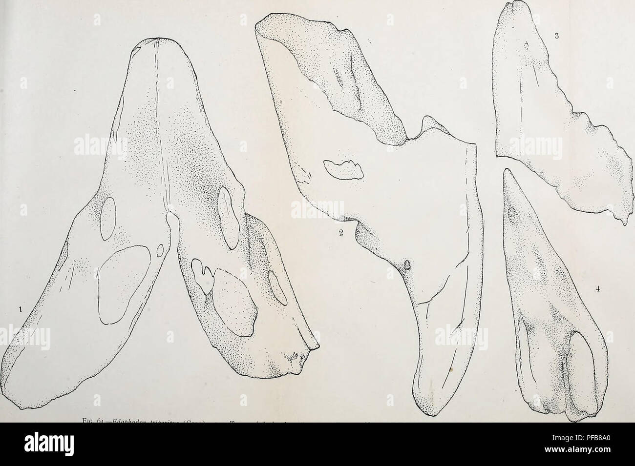 This paleontological work examines fossilized fish remains from New ...