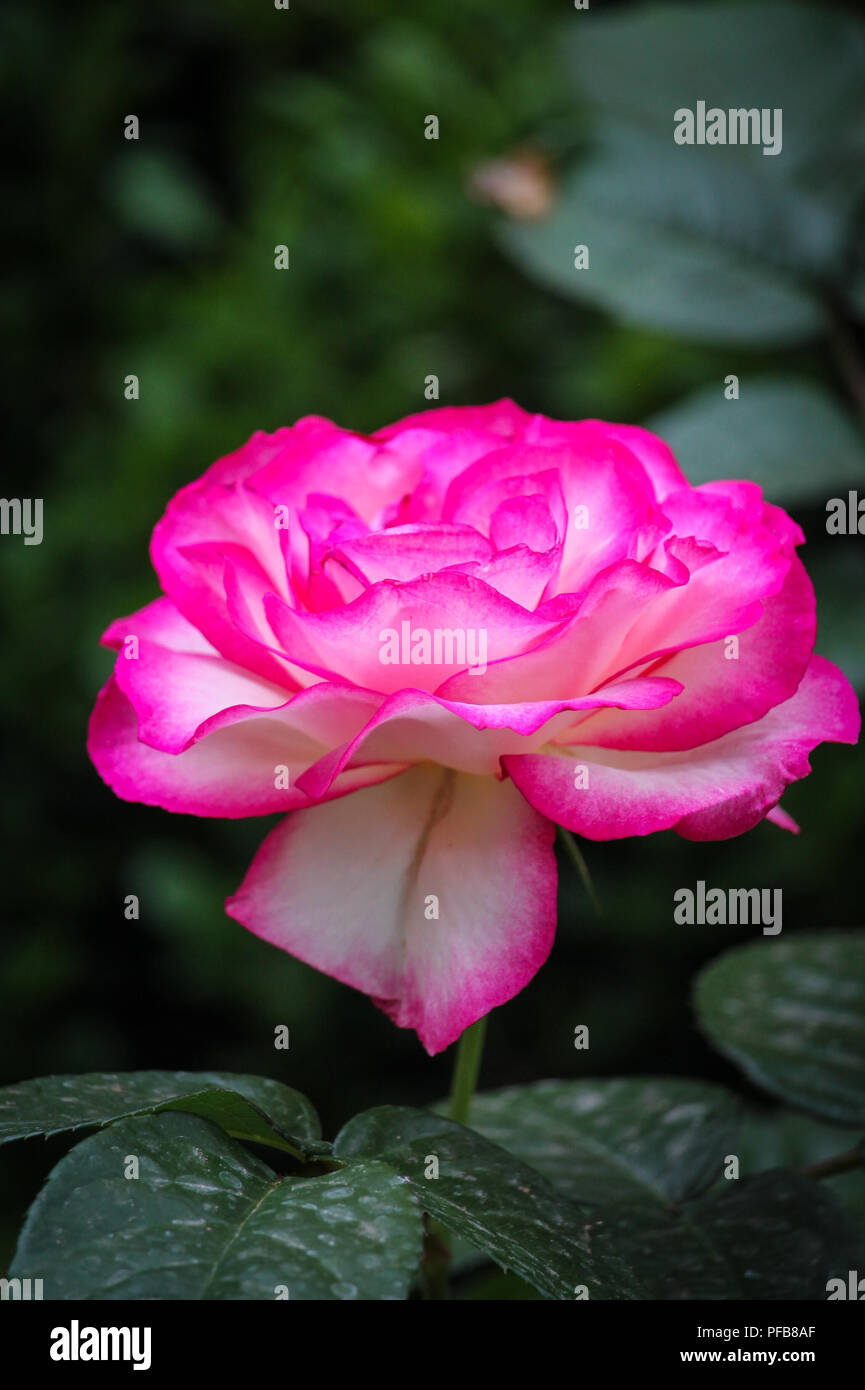 America rose hi-res stock photography and images - Alamy