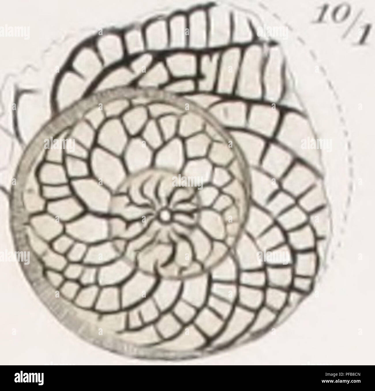 Recent foraminifera hi-res stock photography and images - Alamy
