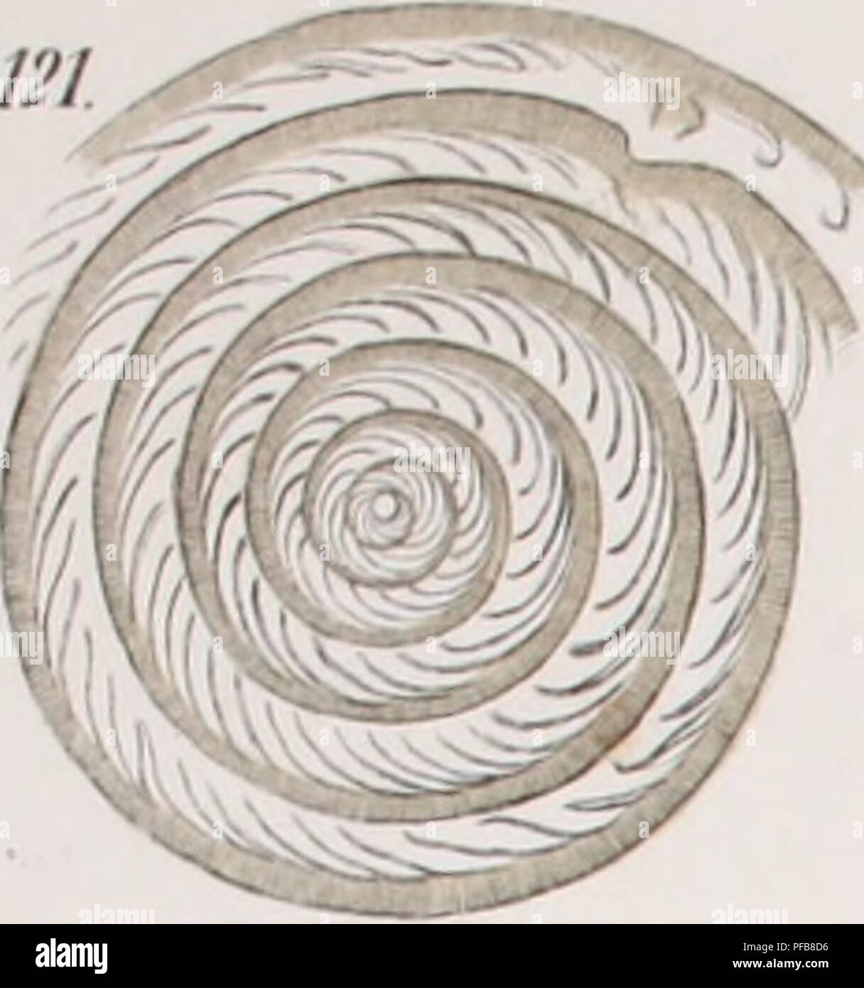 This geological description covers the volcanic activity and fossil ...