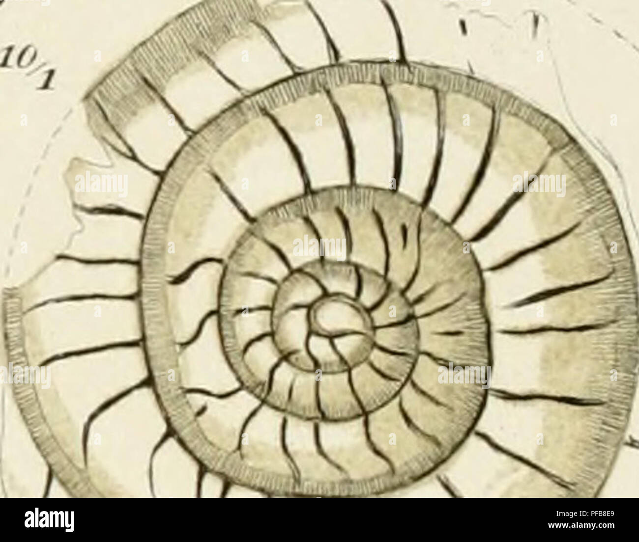 Recent foraminifera hi-res stock photography and images - Alamy