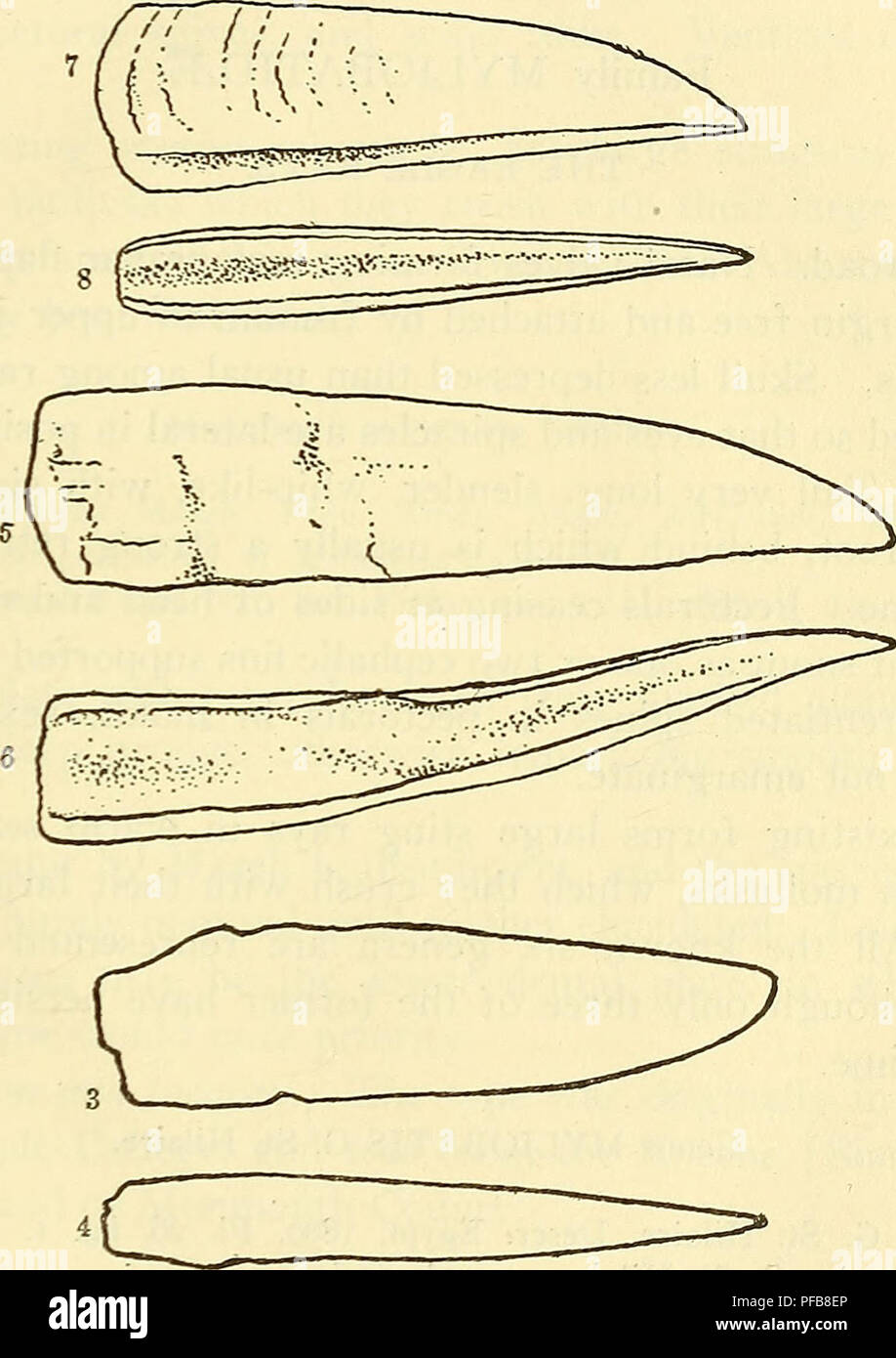 This image depicts fossil fish remains from the Cretaceous, Eocene, and ...