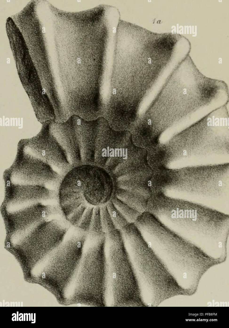 This image shows fossil remains of Cephalopoda, a group of mollusks ...