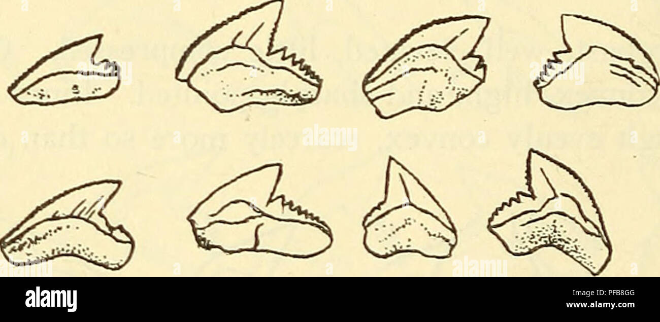 Bulging root structure hi-res stock photography and images - Alamy