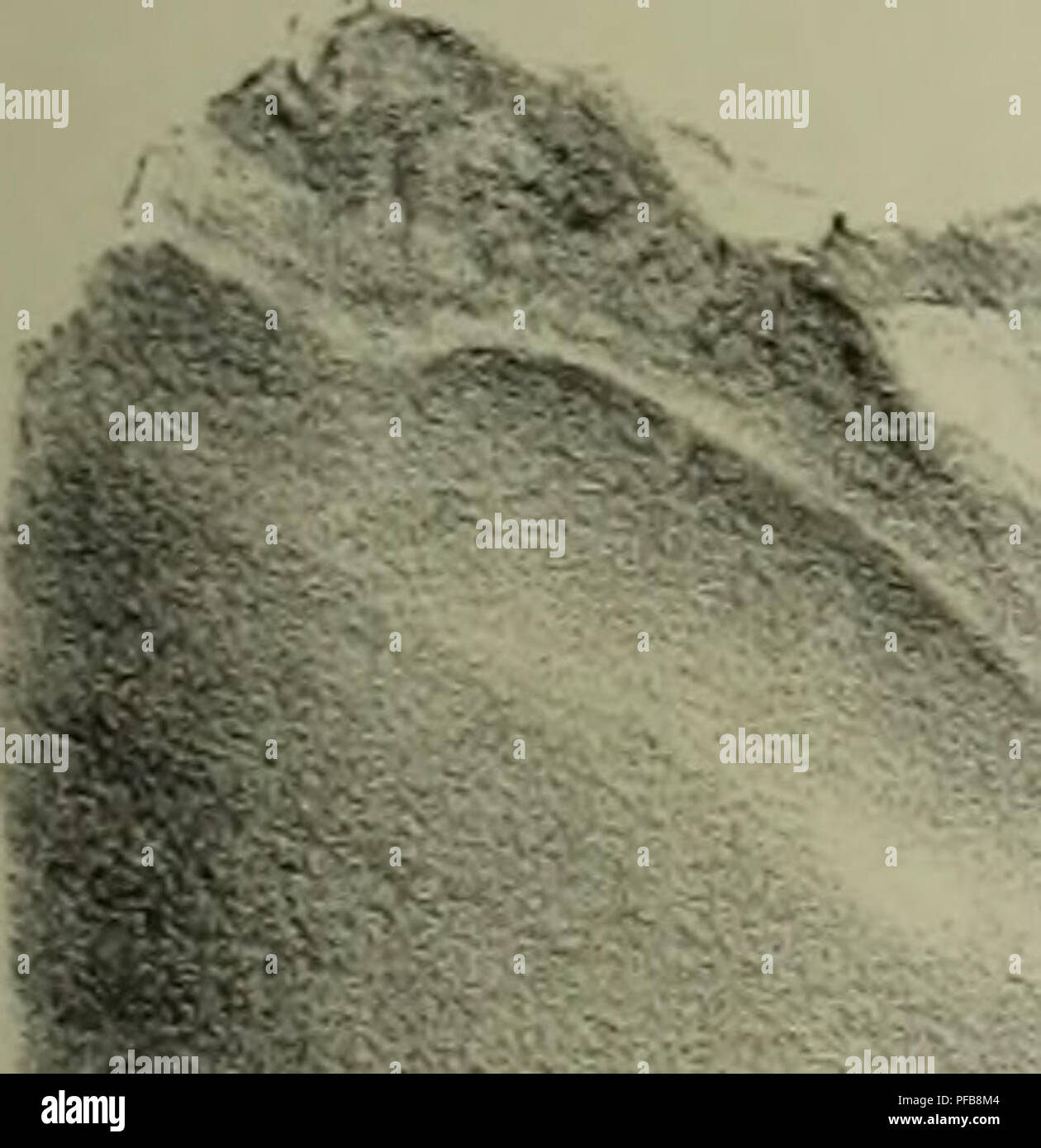 This work by Daniel Sharpe documents fossilized cephalopods discovered ...