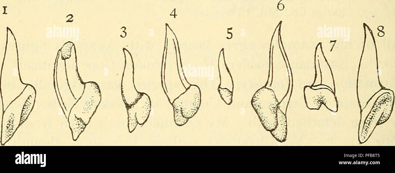 . A description of the fossil fish remains of the Cretaceous, Eocene ...
