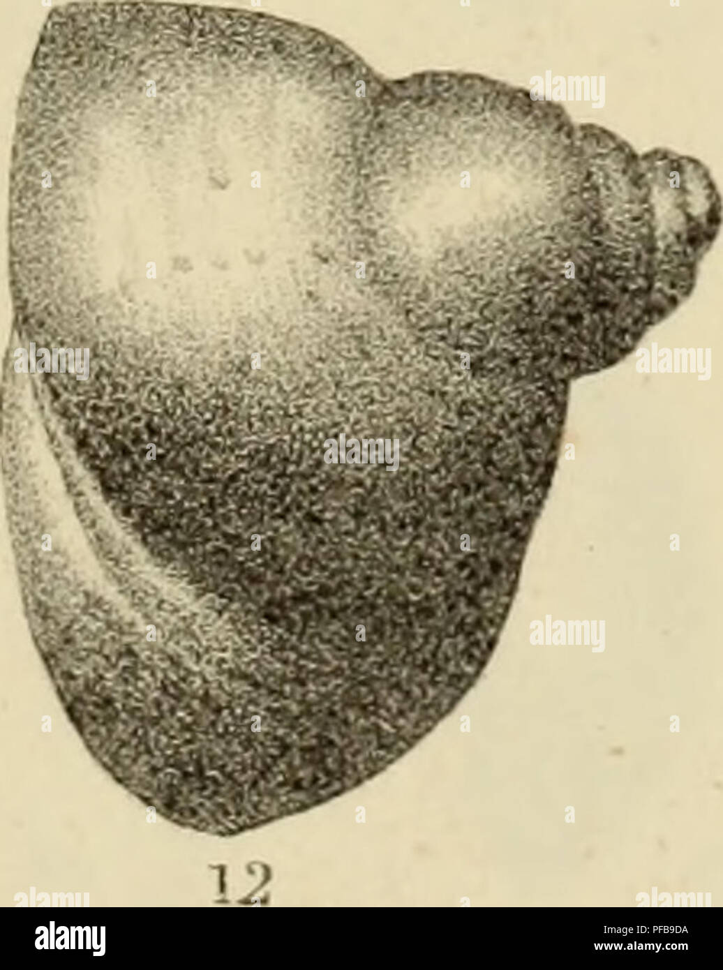 This work describes fossil mollusks found in the Paris region, focusing ...