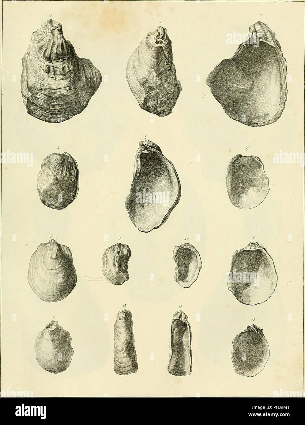 This illustration depicts fossilized mollusk shells from the Paris ...