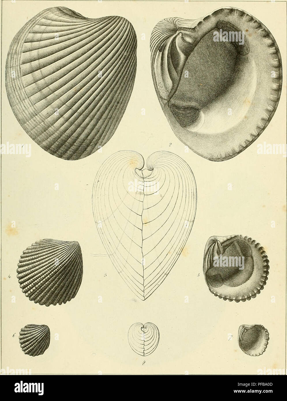 This work describes fossil mollusks from the Paris region, providing ...